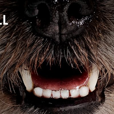 Will Ferrell is a Vengeful Border Terrier in First "Strays" Trailer ...
