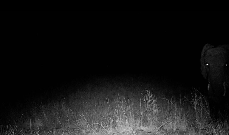 “Ghost Elephants”: Werner Herzog’s Quest With Dr. Steve Boyes for ...
